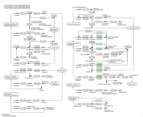 Kegg Pathway D Amino Acid Metabolism Trichoderma Reesei Qm6a