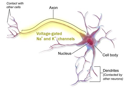 The Neuronal Membrane Is Selectively Permeable Introduction To Neuroscience