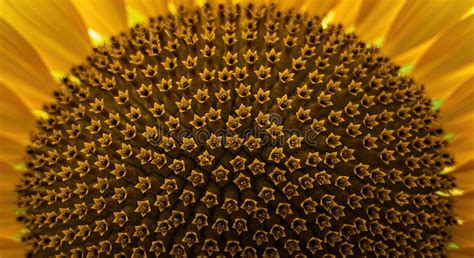 Close Up Macro Shot Of A Sunflower S Disk Florets Stock Illustration