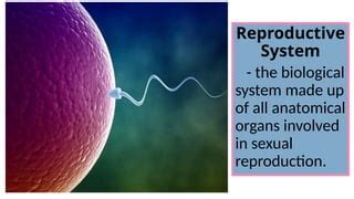 Human Reproductive System Ang Their Functions Pptx