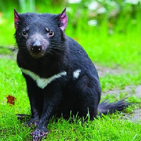 tasmanian devil take from wikimedia commons tasmanian devil download scientific diagram