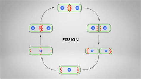 Schizosaccharomyces Morphology Reproduction Life Cycle Biology