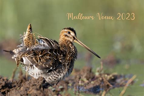 Meilleurs Vœux 2023 Fédération Des Chasseurs De Laube