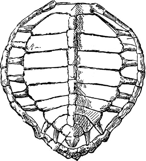 Turtle Shell Anatomy