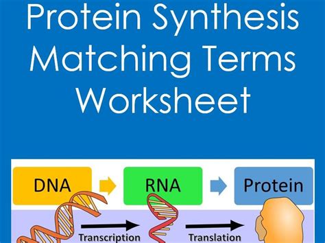 Biology Protein Synthesis Matching Terms Worksheet Teaching Resources