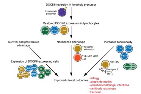 Jci Somatic Reversion Of Pathogenic Dock8 Variants Alters Lymphocyte