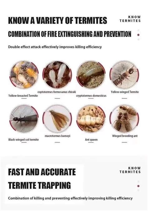 Solignum Termite Killer Anay Killer Furniture And Home Living Cleaning