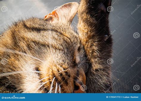 Cat Licks His Paw Cat Tongue After Eating Lovely Cat Licking His Paw