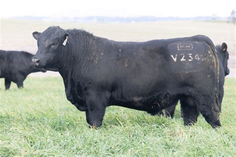 Lot 71 Millah Murrah Vigour V234 Auctionsplus