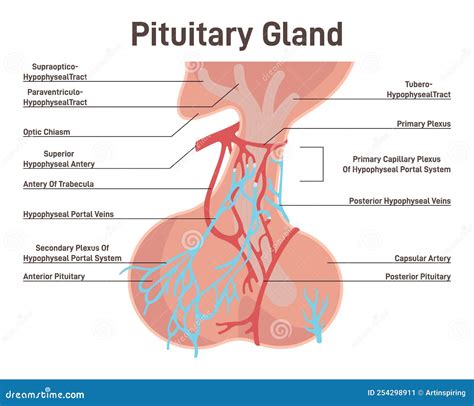 Pituitary Gland Anatomy Human Endocrine System Brain And Hypothalamus