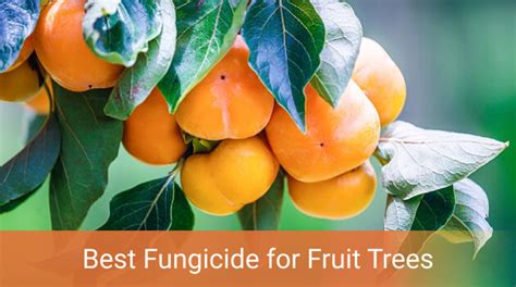 The Best Fungicide For Fruit Trees Gardening Adviser