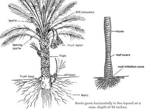 Qué tan profundas son las raíces de la palmera Diagrama e información del sistema de raíz de