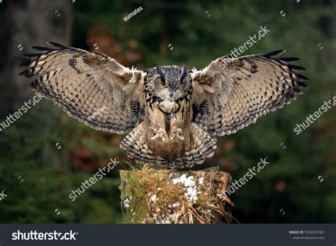 부엉이 날개 54 314개가 넘는 로열티 프리 라이선스 대상 스톡 사진 Shutterstock