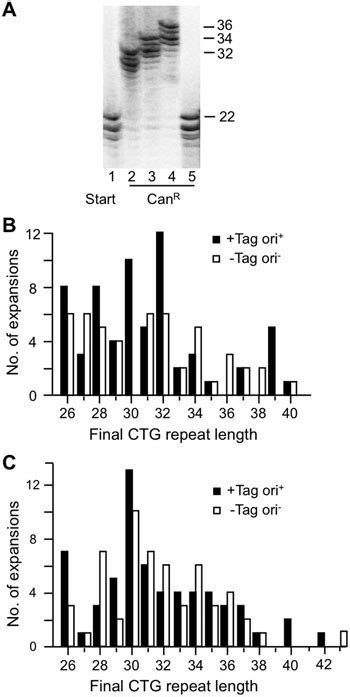 Trinucleotide Repeat Expansions Catalyzed By Human Cell Free Extracts Cell Research
