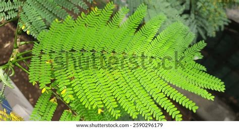 9 Resultados De Imágenes Fotos De Stock E Ilustraciones Libres De Regalías Para Peuteuy Selong