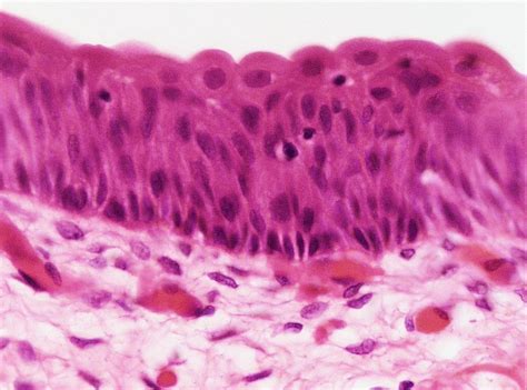 Epithelial Tissue Slides