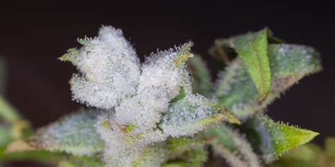 Mycotoxins In Cannabis Dangers Regulations Testing