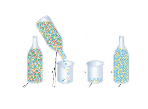 Bottleneck Effect Diagram Diagram Quizlet