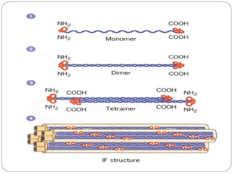Cytoskeleton Microtubules Microfilaments Intermediate Filaments Ppt