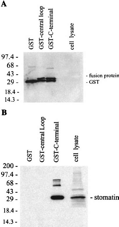 In Vitro Binding Of Stomatin To The Cooh Terminal Segment Of Glut 1