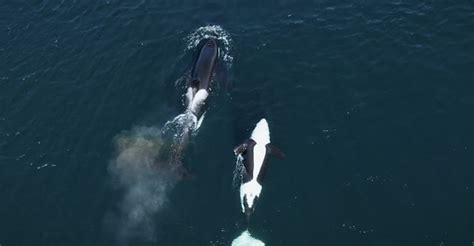 Coextinction Streaming Where To Watch Movie Online