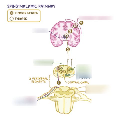 Diagram Of Spinothalamic Tract Quizlet