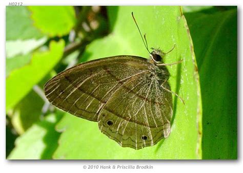 Cissia Pompilia C Felder And R Felder 1867