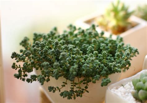 姬星美人 多肉植物 植物365