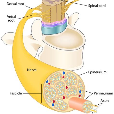 Modified Mallet Classification Adapted From Abzug Et Al 2010
