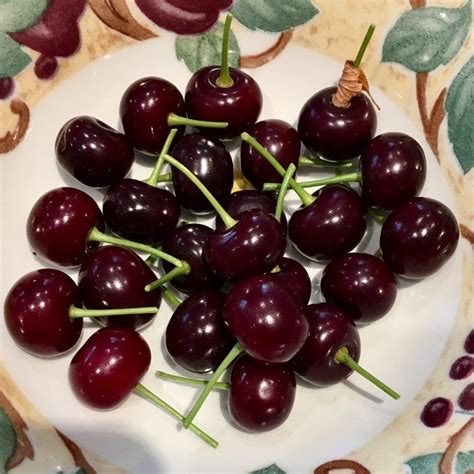 Dwarf Cherry Tree Guide Uk Dwarf Cherry A Year In Pictures