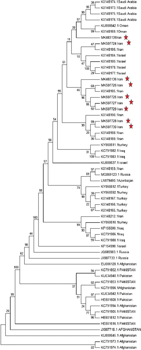 Phylogenetic Trees Constructed Using Neighbor Joining Method Based On