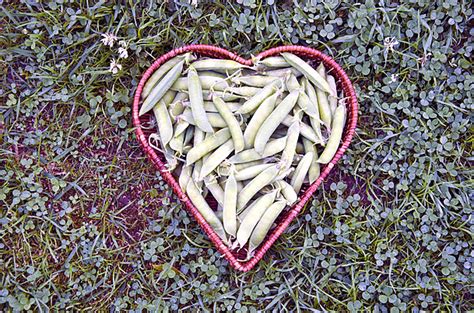 Grass Pea Background Images Hd Pictures And Wallpaper For Free