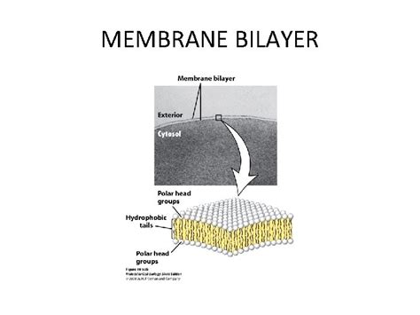 Membrane Structure Lecture 4 Chapter 10 Lipid Classification