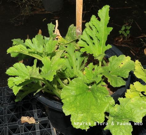 Nparks Cucurbita Pepo [zucchini]
