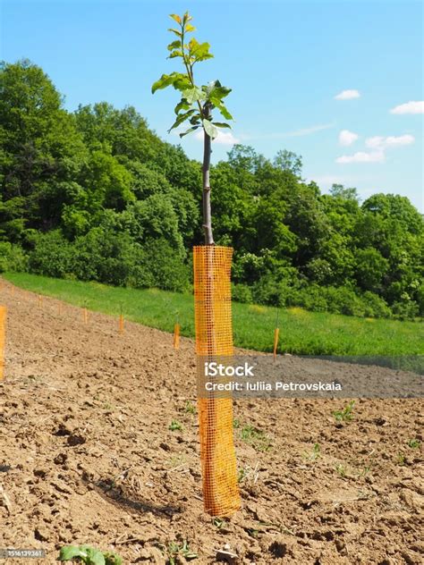 사과 나무 묘목은 봄에 정원 토양에 구멍에 심어 져 있습니다 나무 심기 시즌 세르비아 Fruska Gora의 쟁기질 된 밭