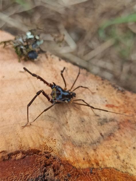 Sadocus Asperatus From Lanco Los Ríos Chile On December 19 2020 At