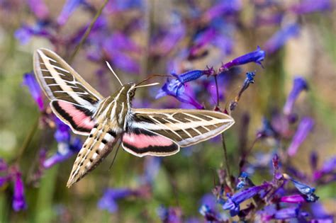 🔥 90 Sphinx Moth Wallpapers Wallpapersafari