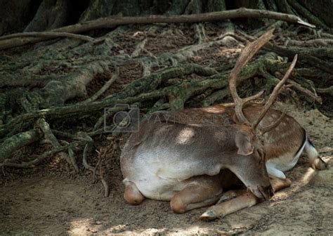 Sleeping Deer By Ldambies Vectors And Illustrations With Unlimited Downloads Yayimages
