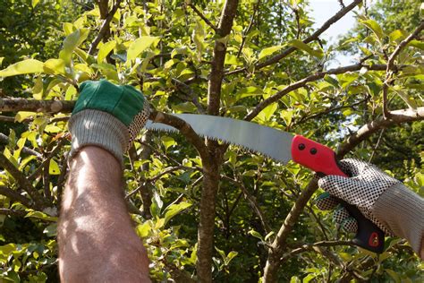 Tree Trimming Tools Garden Lovers