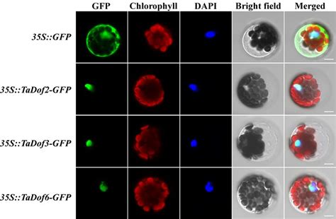 Subcellular Localization Of Wheat Tadof2 Tadof3 And Tadof6 The Subcellular Localization Of Wheat Tadof2 Tadof3 And Tadof6 The