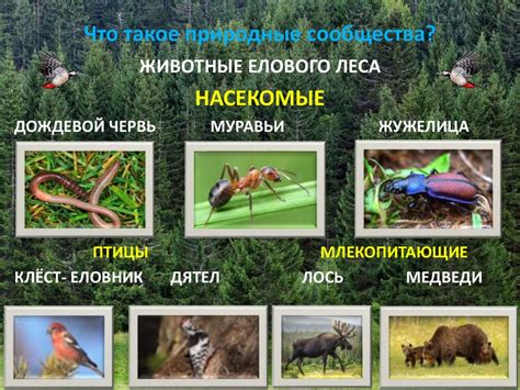 Презентация по биологии по теме Понятие о природном сообществе 5 класс Online Presentation