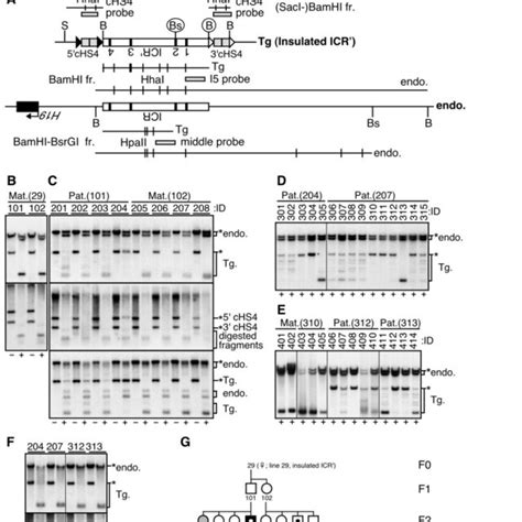 A Partial Restriction Enzyme Map Of The Icr Pseudo Wt Transgene