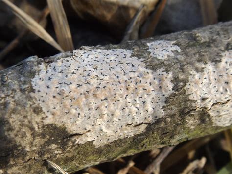 Script Lichen By Mossagateturtle On Deviantart Script Lichen By Mossagateturtle On Deviantart