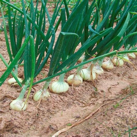 Allium Cepa Arche Homeopatia