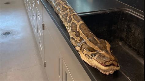 Florida Man Makes History With Epic Python Takedown Record Breaking 19 Foot Serpent Snagged