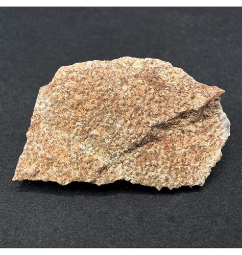 Fossils For Sale Fossils Rare Upper Cretaceous Titanosaurid