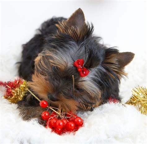 Маленькие собаки йоркширский терьер