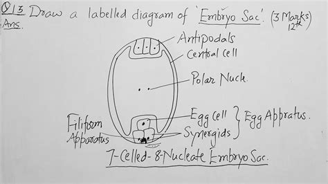What Is The Most Common Type Of Embryo Sac In Flowering Plants At Judith Tomlin Blog