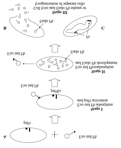 The Scheme Of Phage Mediated Phage Induction Exo Ind Ph Exogenous Download Scientific Diagram