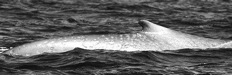 Whales Object Detection Dataset By Whales